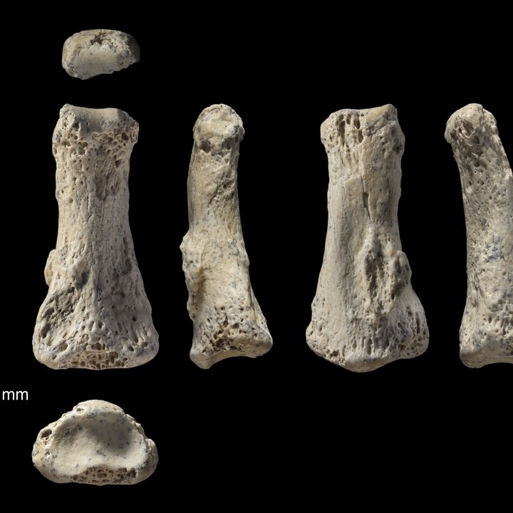 Earliest Homo sapiens fossil found outside Africa and the Levant | The ...